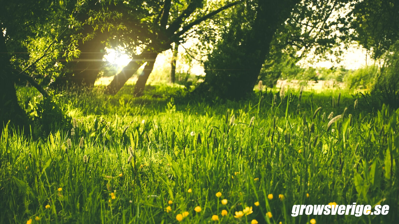 10 metoder för energilagring och hur de kan förändra klimatkrisen - Grow Sverige